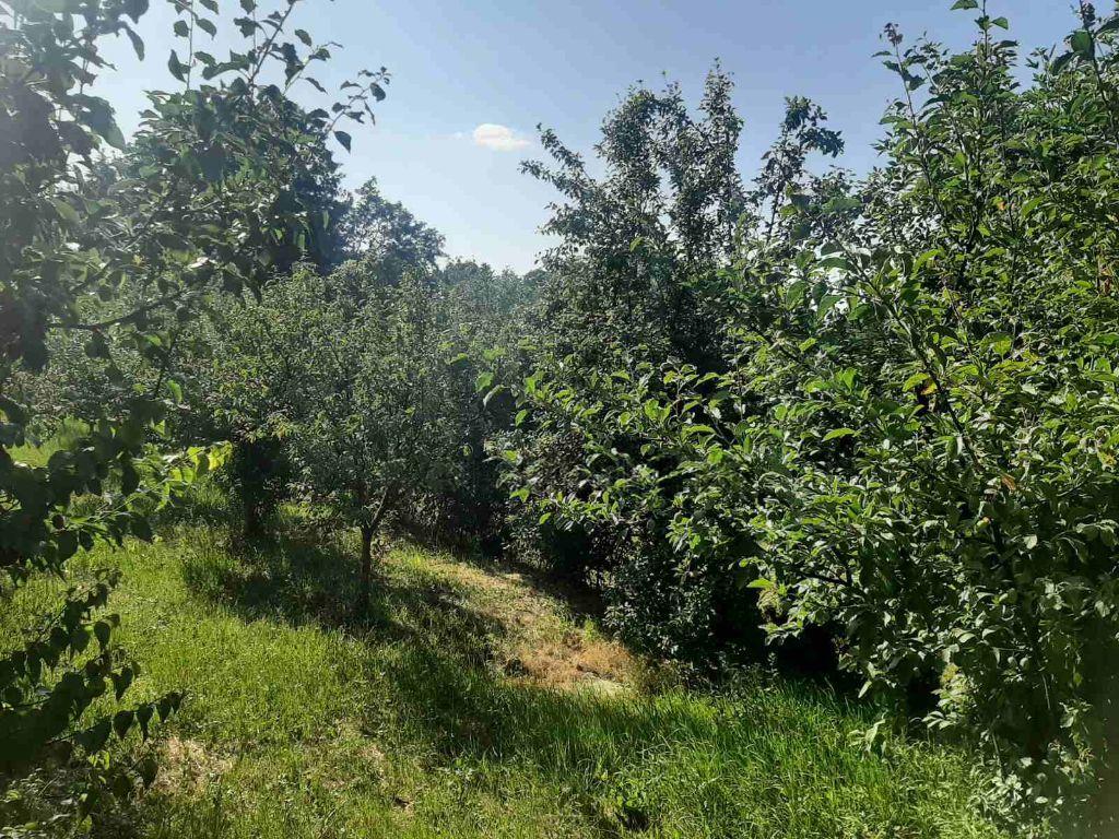 Brestovik - cottage for renovation and orchard (Serbia, Belgrade ...