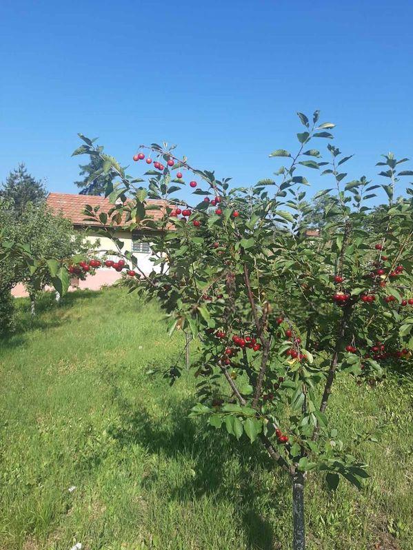 Brestovik - cottage for renovation and orchard (Serbia, Belgrade ...
